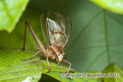 マツムシ Kiyoaki Takashima 高嶋清明のBLOG