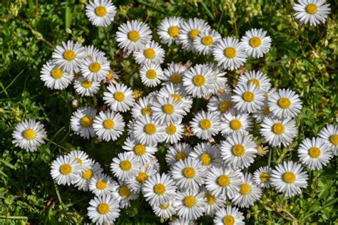 Fibonacci Folge Images Browse Stock Photos Vectors And Video