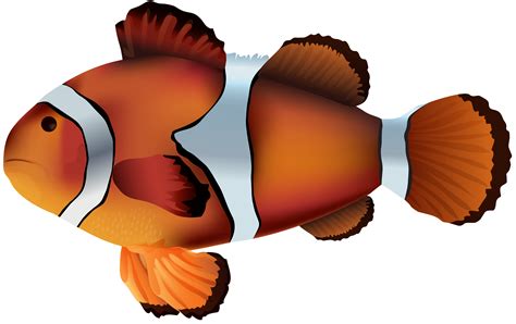 Clownfish Anemone Clipart 19 Free Cliparts Download Images On