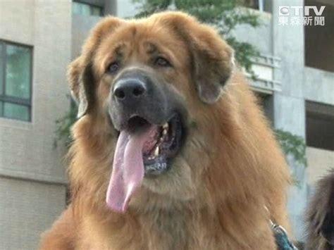 大連6歲童被藏獒咬斷氣管死亡 母見女兒噴血無能為力 Ettoday大陸新聞 Ettoday新聞雲