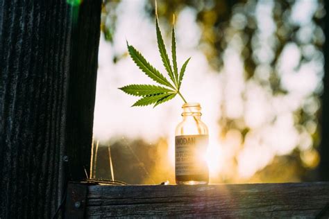 Cbda Vs Cbd Whats The Difference Danodan Hempworks