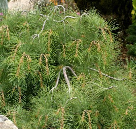 Pinus Strobus Pendula Weeping Eastern White Pine Kigi Nursery