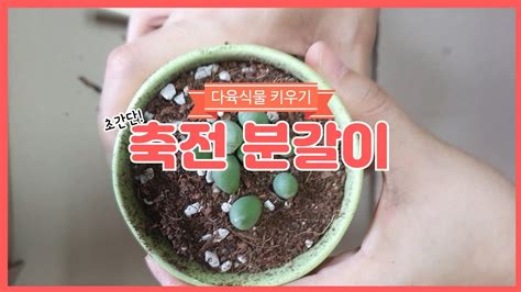 다육식물 축전 분갈이하기 하트다육 코노피튬 키우기 Shorts Youtube