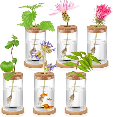 6 Pcs Plant Terrarium Desktop Glass Planter Plant