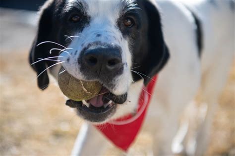 Vet Near Me Kyle Tx 78640 Firehouse Animal Health Kyle