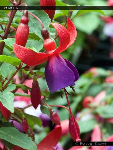 Marcia Shadow Dancer Marcia Fuchsiafinder