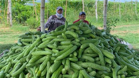Th Harvest Naka Kilos Pa Kami Ng Ampalaya Youtube