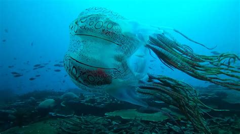 The Chirodectes An Incredibly Rare Genus Of Box Jellyfish Seen Just