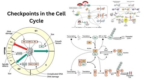 Endosymbiosis Definition Theory Evidence Examples Biology Notes Online
