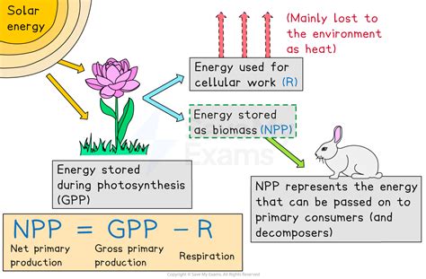 Primary Productivity Biology Primary Productivity Biology