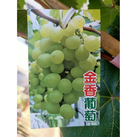 李家果苗 金香葡萄 5吋盆 扦插苗 高度40 60公分 單價260元 特價240元 超商最多寄兩顆 蝦皮購物