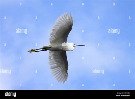 Garceta Común Egretta garzetta en un humedal España Stock Photo Alamy