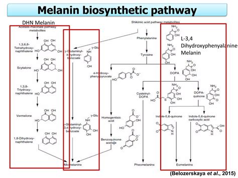 Functions Of Fungal Melanin Beyond Virulence Pptx
