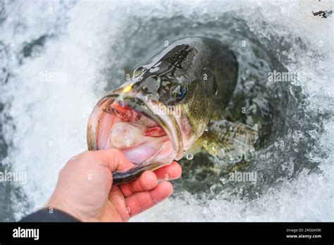 Largemouth Bass Caught On Ice Fishing Trip Winter Activities Natural