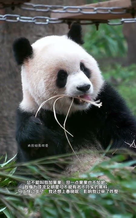 爱姐：来，把这个小果盘，换成和我脸一样大的果盘 Youtube