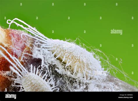 Longtailed Mealybug Pseudococcus Longispinus On A Sprout Germany