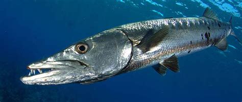 Barracuda OCEAN TREASURES Memorial Library