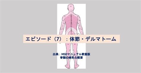 エピソード（7）：体節・デルマトーム｜貫和敏博project Deepbody