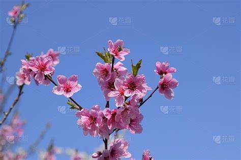 花园里盛开的野桃