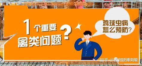 【禽类】：鸡球虫预防的最佳时期和应对措施 知乎