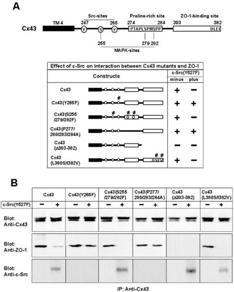 The Effects Of C Srcy527f On The Mutant Cx43 And Zo 1 Interaction In