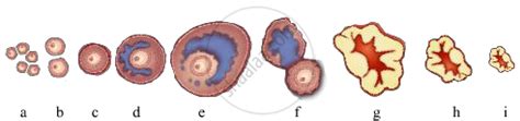The Following Is The Illustration Of The Sequence Of Ovarian Events A I In A Human Female