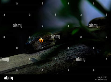 Close Up Of A Python With Glowing Eyes At Night Indonesia Stock Photo Alamy