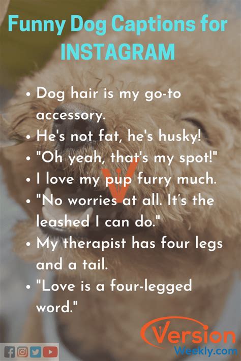 78 Cute Captions Instagram Dog Love Quotes