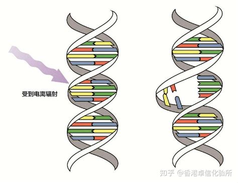 染色体异常染色体异常可以做试管吗 随意云
