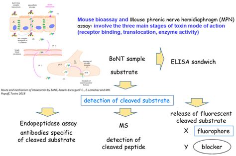 Recent Developments In Botulinum Neurotoxins Detection Pmc