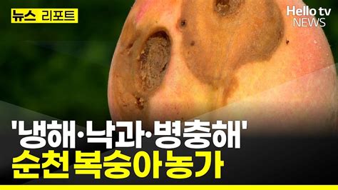 냉해에 장마까지농가 울상 헬로tv뉴스 Youtube
