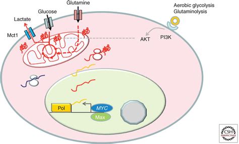MYC Metabolism Cell Growth And Tumorigenesis