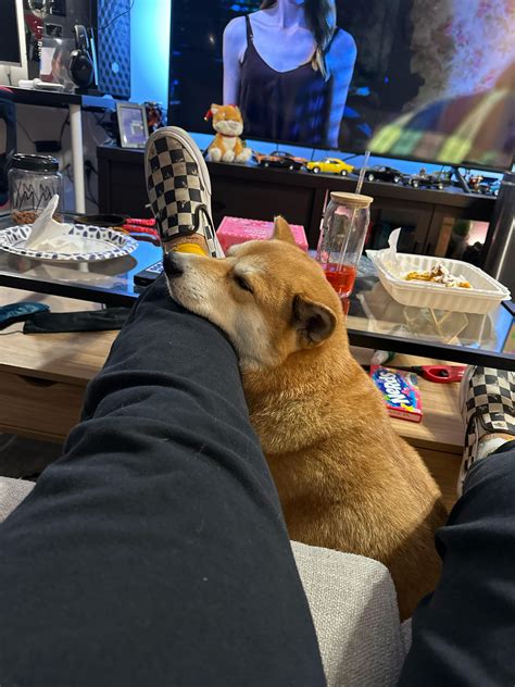 He Can Be So Cute R Shiba