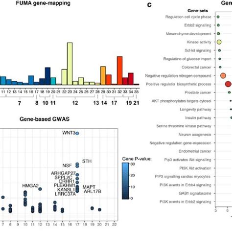 Gene Analyses Based On The Gwas Meta Analysis Of Bv A Number Of Download Scientific Diagram