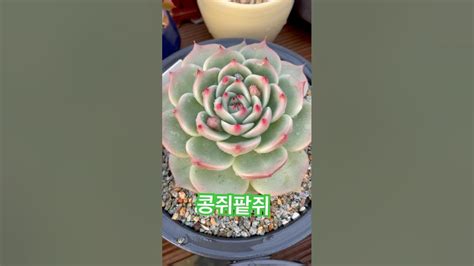 콩쥐팥쥐 다육이 환엽다육 창다육 예쁜다육 Youtube