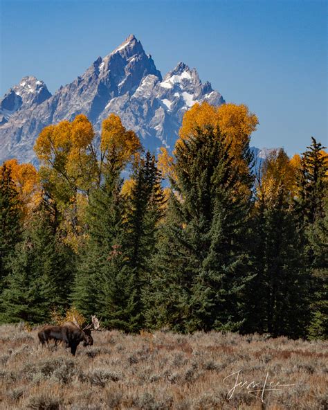 Teton Moose Photography Fine Art Print Fine Art Prints By Jess Lee