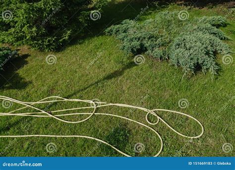 Yellow Flexible Hose Lying On Green Grass Stock Image Image Of