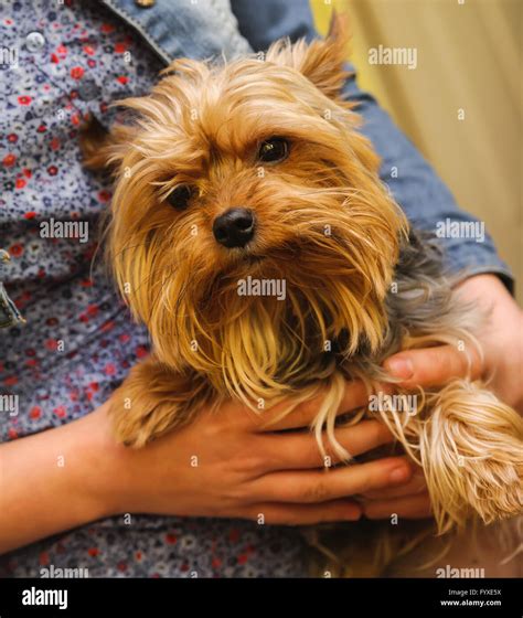 Yorkshire Terrier Haarschnitt Fotos Und Bildmaterial In Hoher