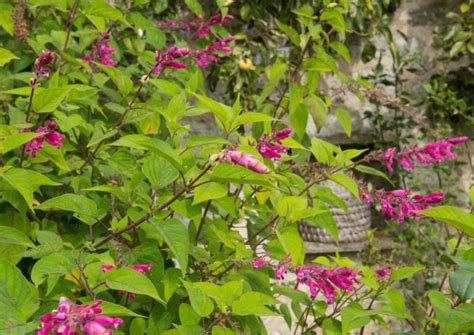 Beautiful Salvia Varieties To Grow Horticulture Co Uk