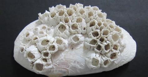 Largo Baywatch Empty Barnacle Shells