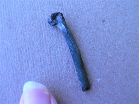 I Think I Found A Bird Bone Fossil Id The Fossil Forum