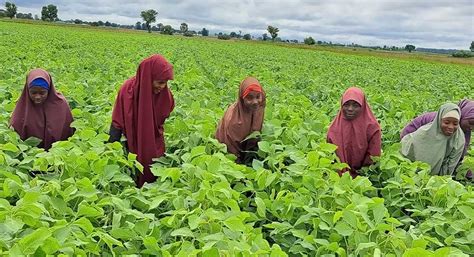 Transforming Nigerian Female Farmers Lives Through Soybean And Cowpea