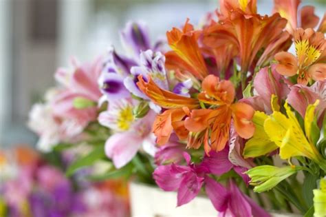 20 Best Alstroemeria Varieties To Grow Uk