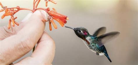 Helenas Hummingbird Skeleton Rbonecollecting
