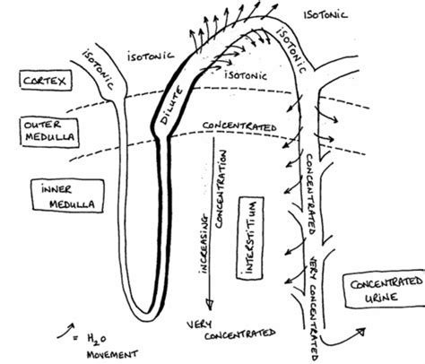 รายการ ภาพพนหลง Loop Of Henle เปนบรเวณท ครบถวน