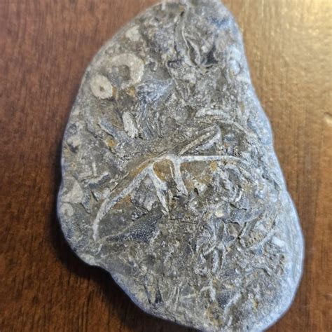Can Anyone Identify R Fossils