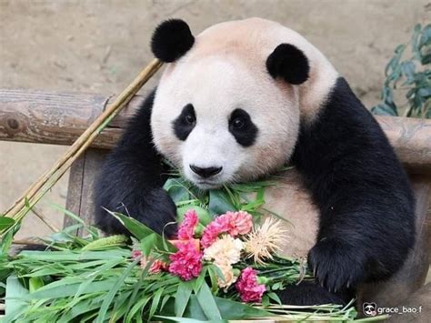 Ghim Của Tami Lanay Trên Panda Love 🐼 Gấu Trúc Gấu
