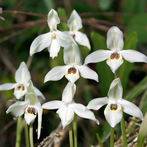 Understanding Orchid Blooming Seasons In Florida