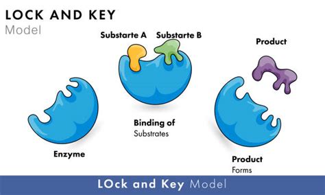 350 Lysosome Stock Illustrations Royalty Free Vector Graphics And Clip