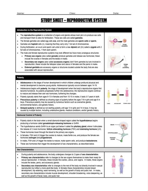 Reproductive System Anatomy Cheat Study Sheet Organs Fertilization Sex